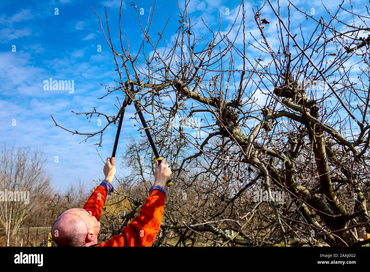 Elderly man, gardener is climbed up in treetop he pruning branches of ...