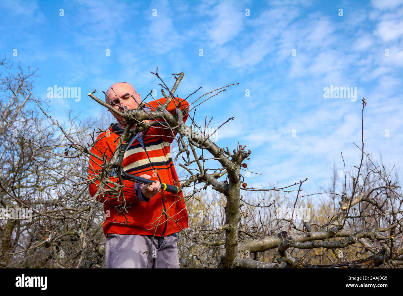 Elderly man, gardener is climbed up in treetop he pruning branches of ...