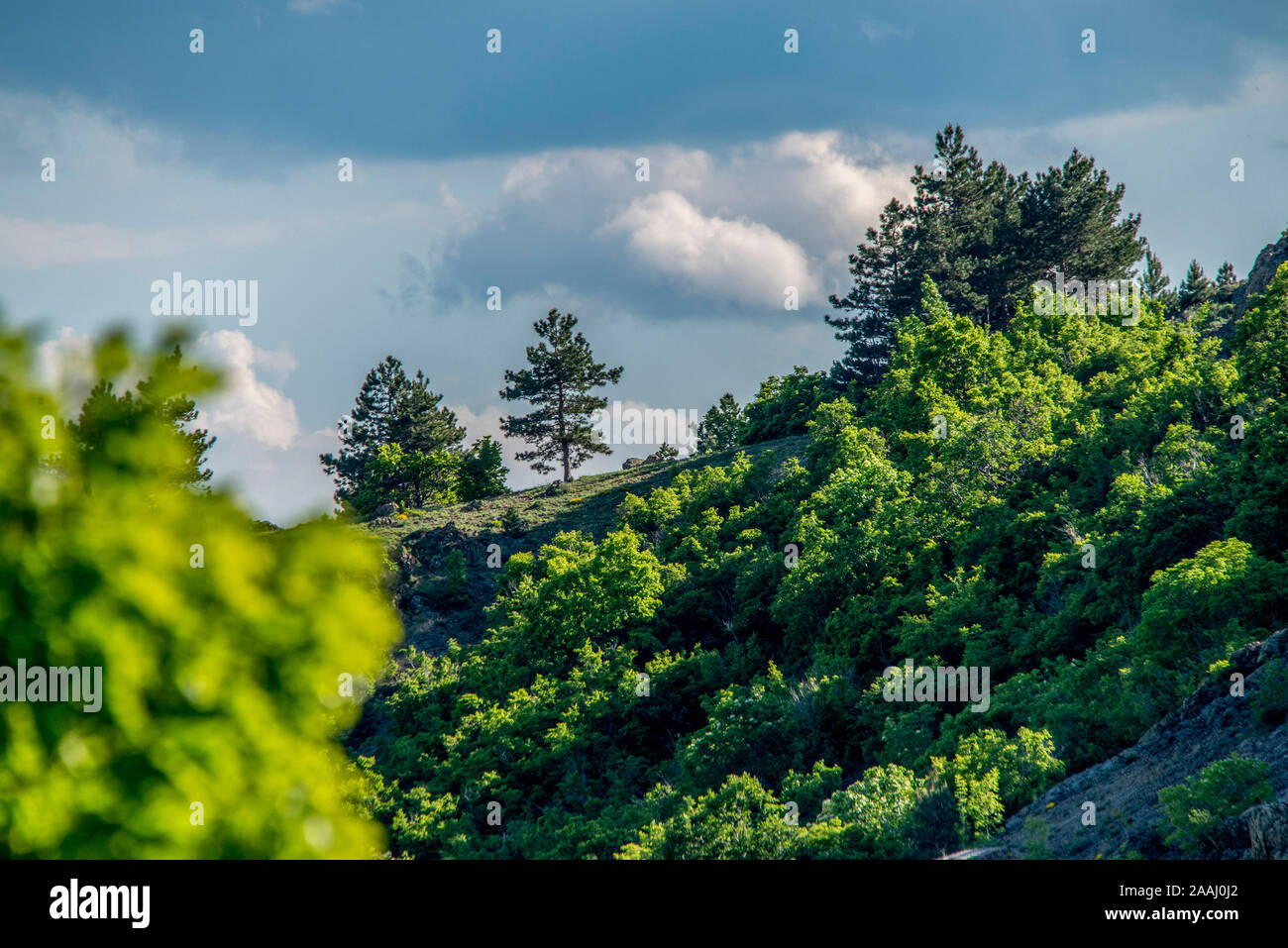 Different shades of green in trees hi-res stock photography and images ...