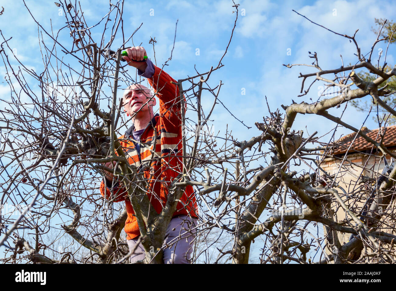 Elderly man, gardener is climbed up in treetop he pruning branches of ...