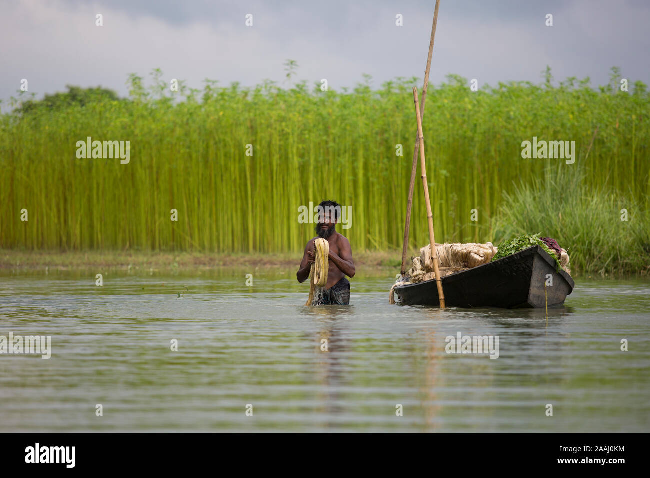 Farmers washing jute fibers in a marsh at Faridpur in Bangladesh Stock Photo - Alamy