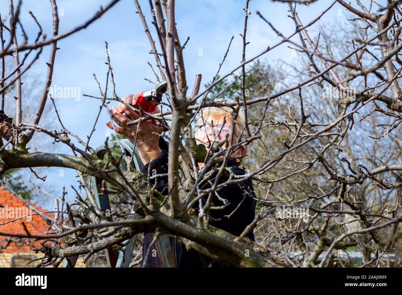 Elderly woman, gardener is climbed up in treetop with ladders to ...