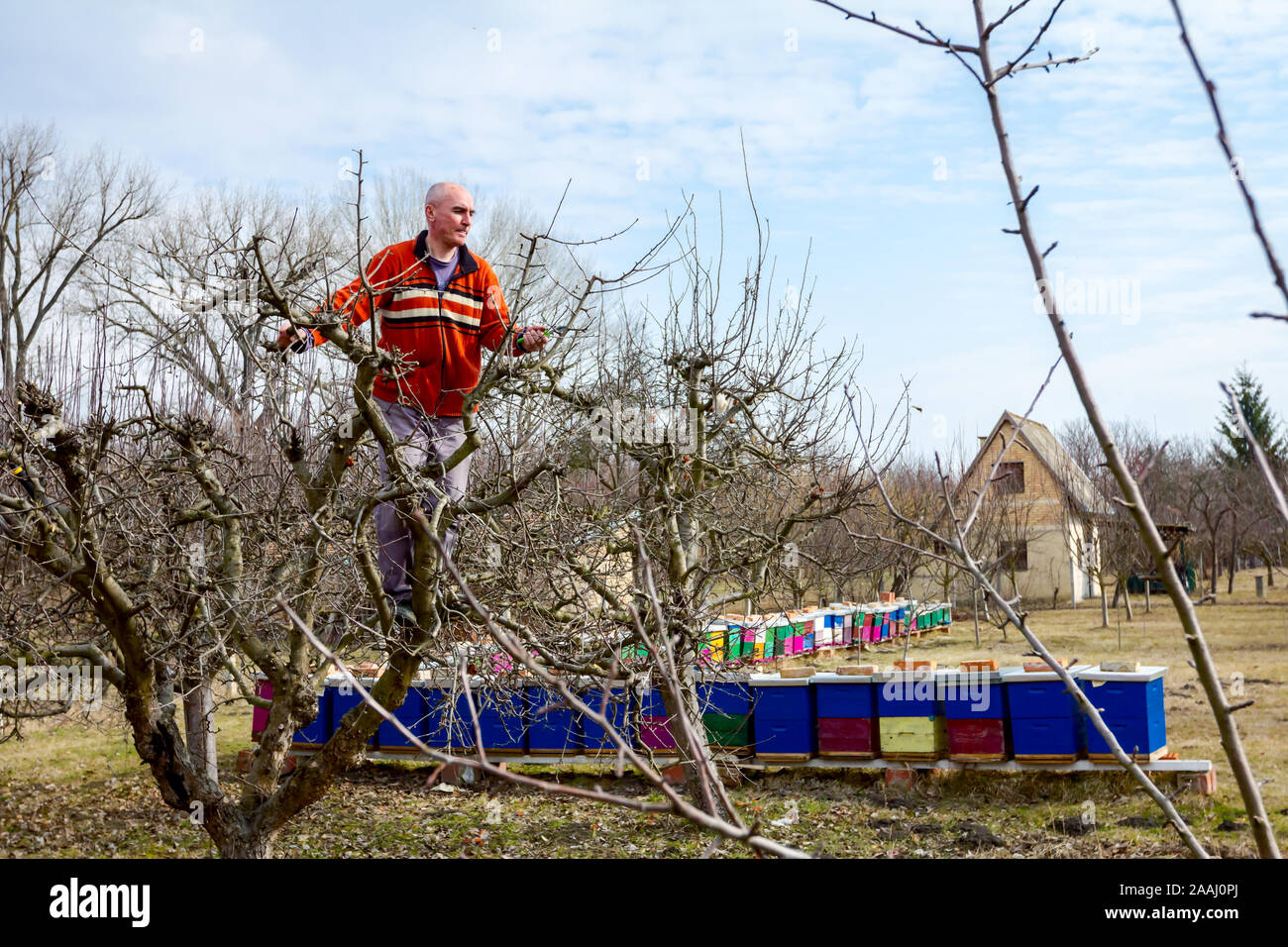 Elderly man, gardener is climbed up in treetop he pruning branches of ...