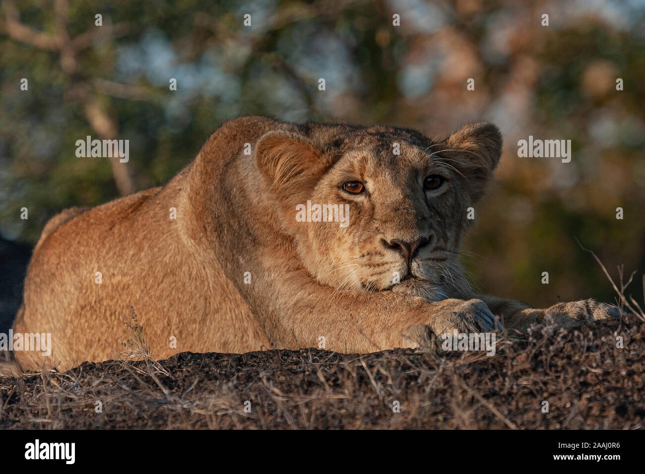 Asiatic Lion Sub Adult (Panthera Leo Persica Stock Photo - Alamy