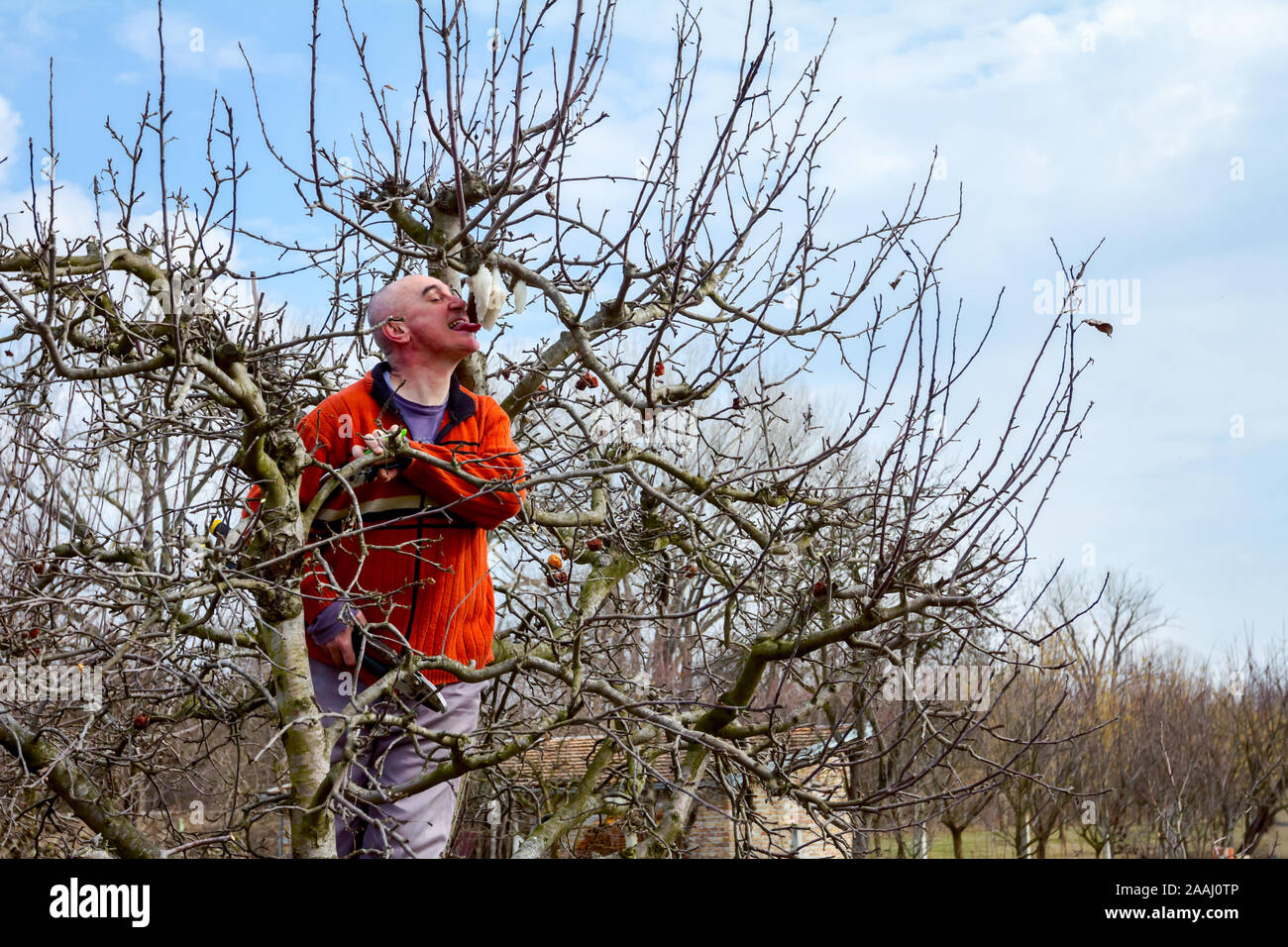 Elderly man, gardener is climbed up in treetop he pruning branches of ...