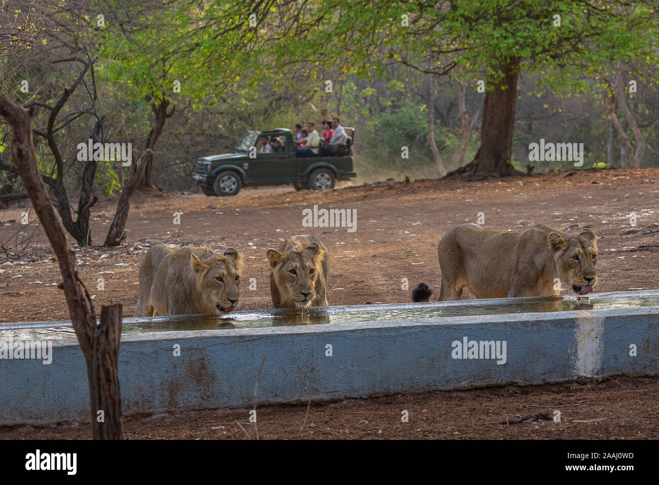 Wildlife Tourism in India Stock Photo - Alamy