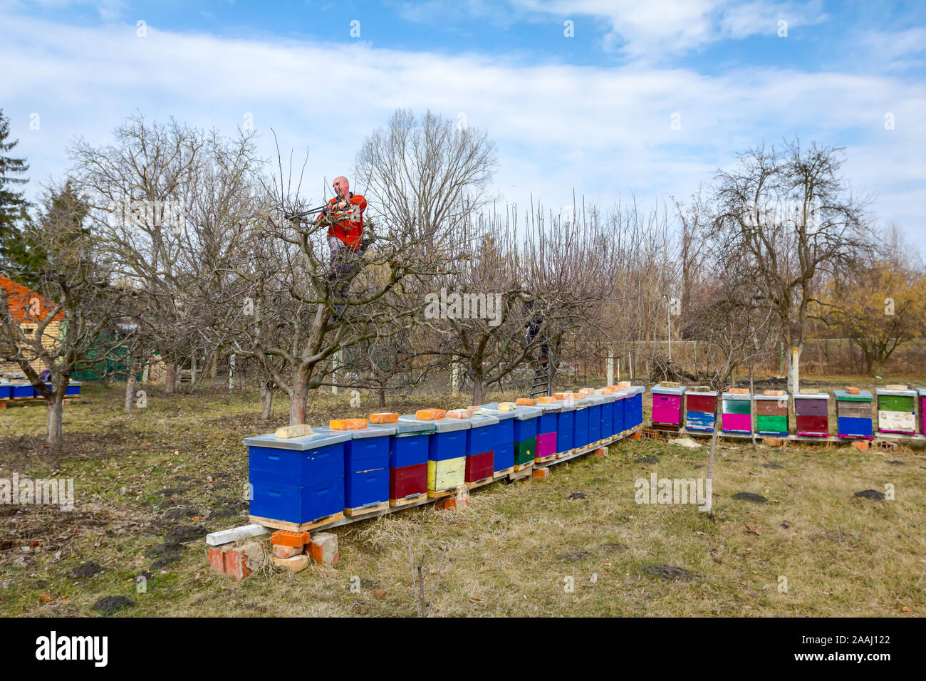 Elderly man, gardener is climbed up in treetop he pruning branches of ...