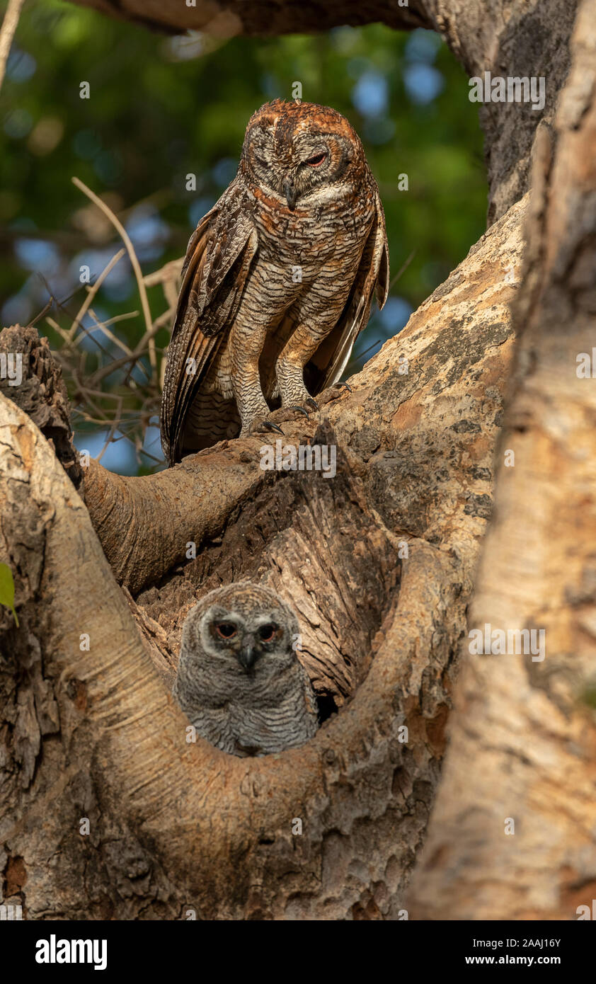 Mottled Wood Owl High Resolution Stock Photography and Images - Alamy