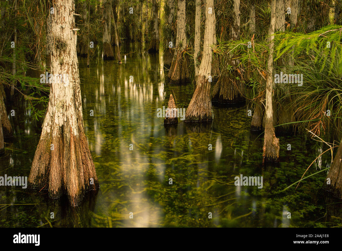 Water flows slowly and quietly through a tree filled swamp Stock Photo ...