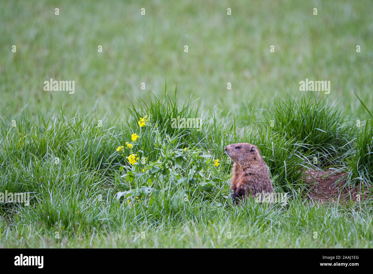 Groundhog burrow hi-res stock photography and images - Alamy