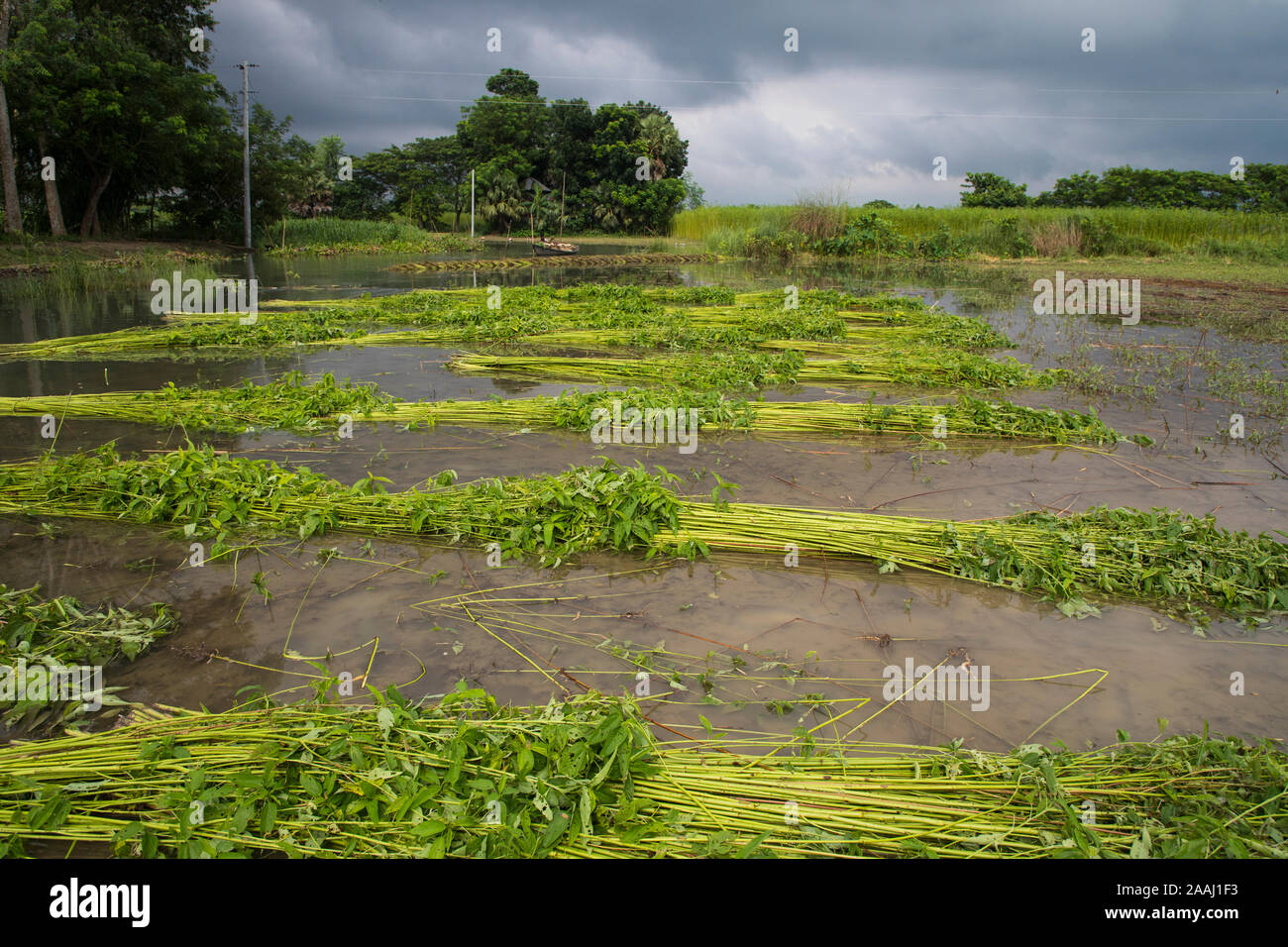 Jute stalks are kept on the field after harvesting at Faridpur ...