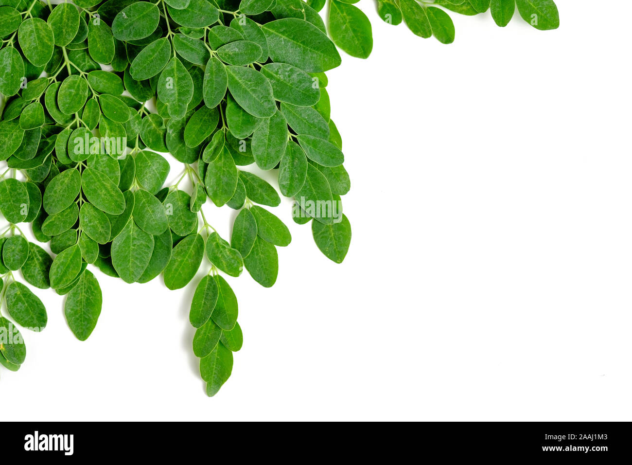 Malunggay hi-res stock photography and images - Alamy