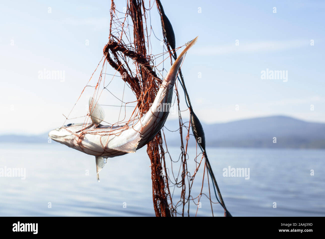 Fish entangled in fishing net Stock Photo - Alamy
