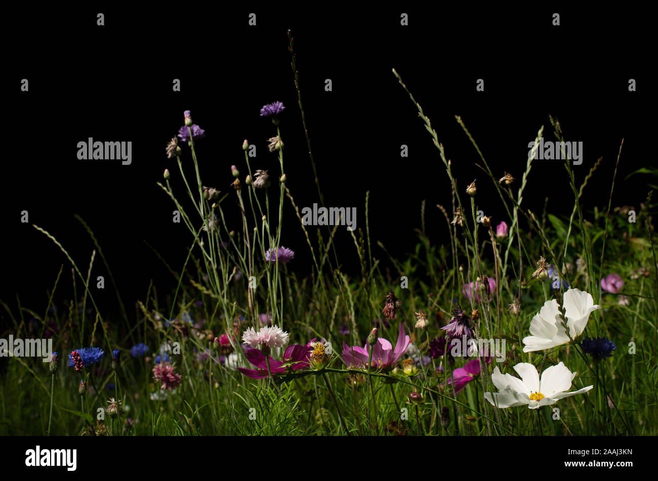 Night field and flowers hi-res stock photography and images - Alamy