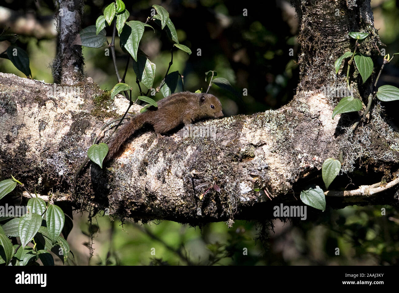 Squirrels of sri lanka hi-res stock photography and images - Alamy