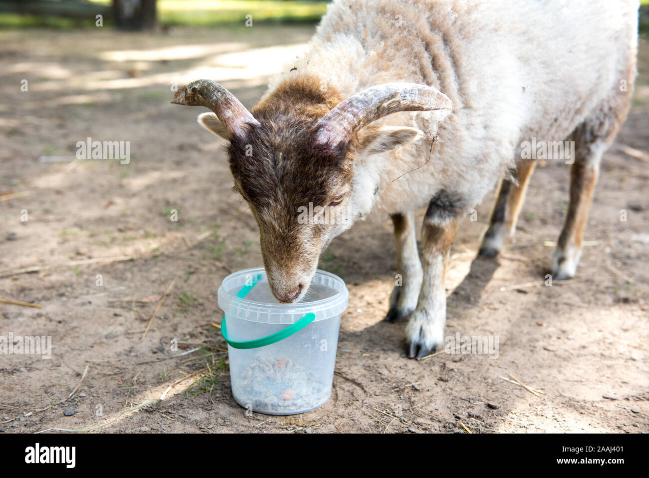 White sheep eats food from a bucket in a farmyard Stock Photo - Alamy
