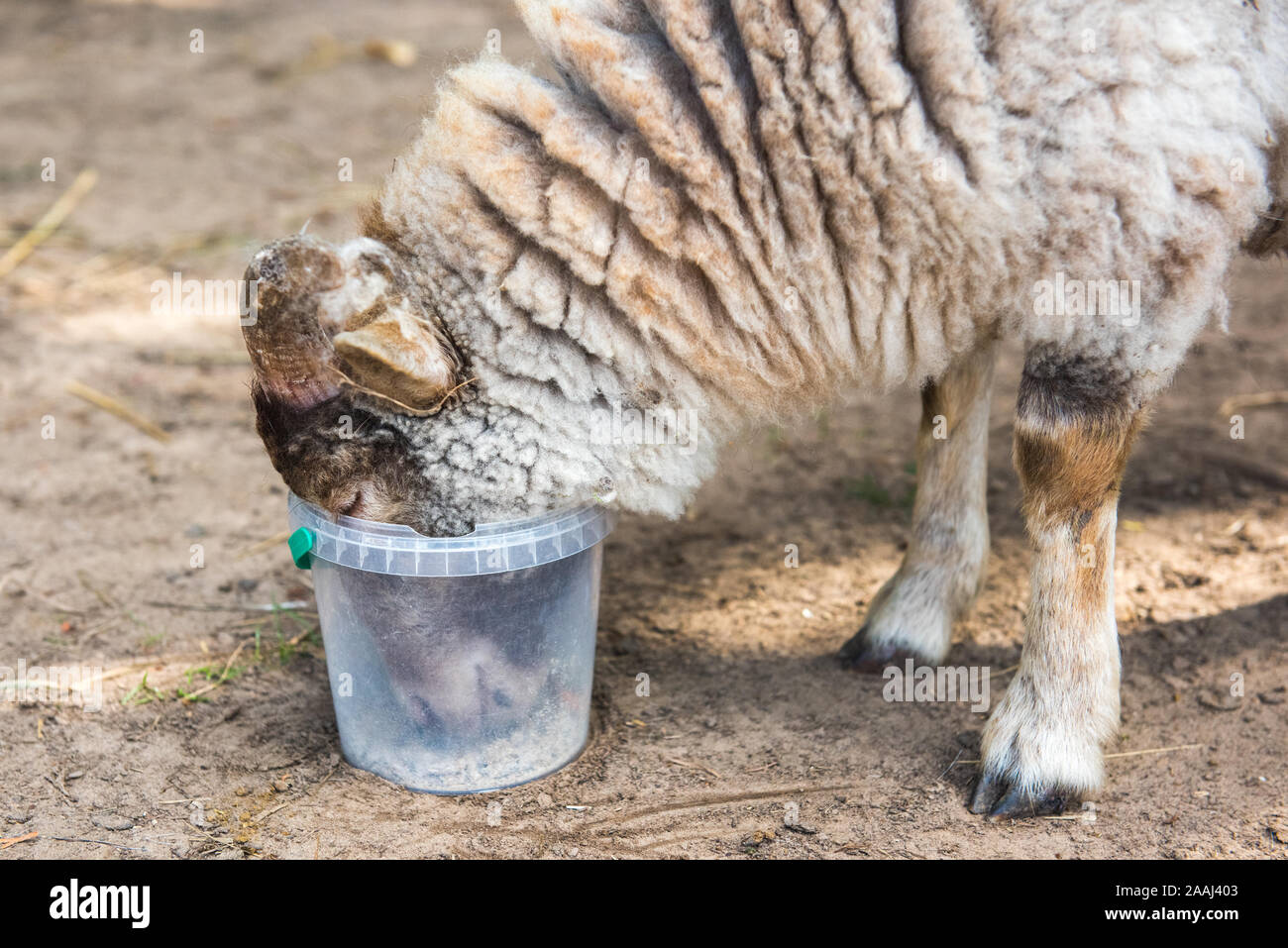 White sheep eats food from a bucket in a farmyard Stock Photo - Alamy