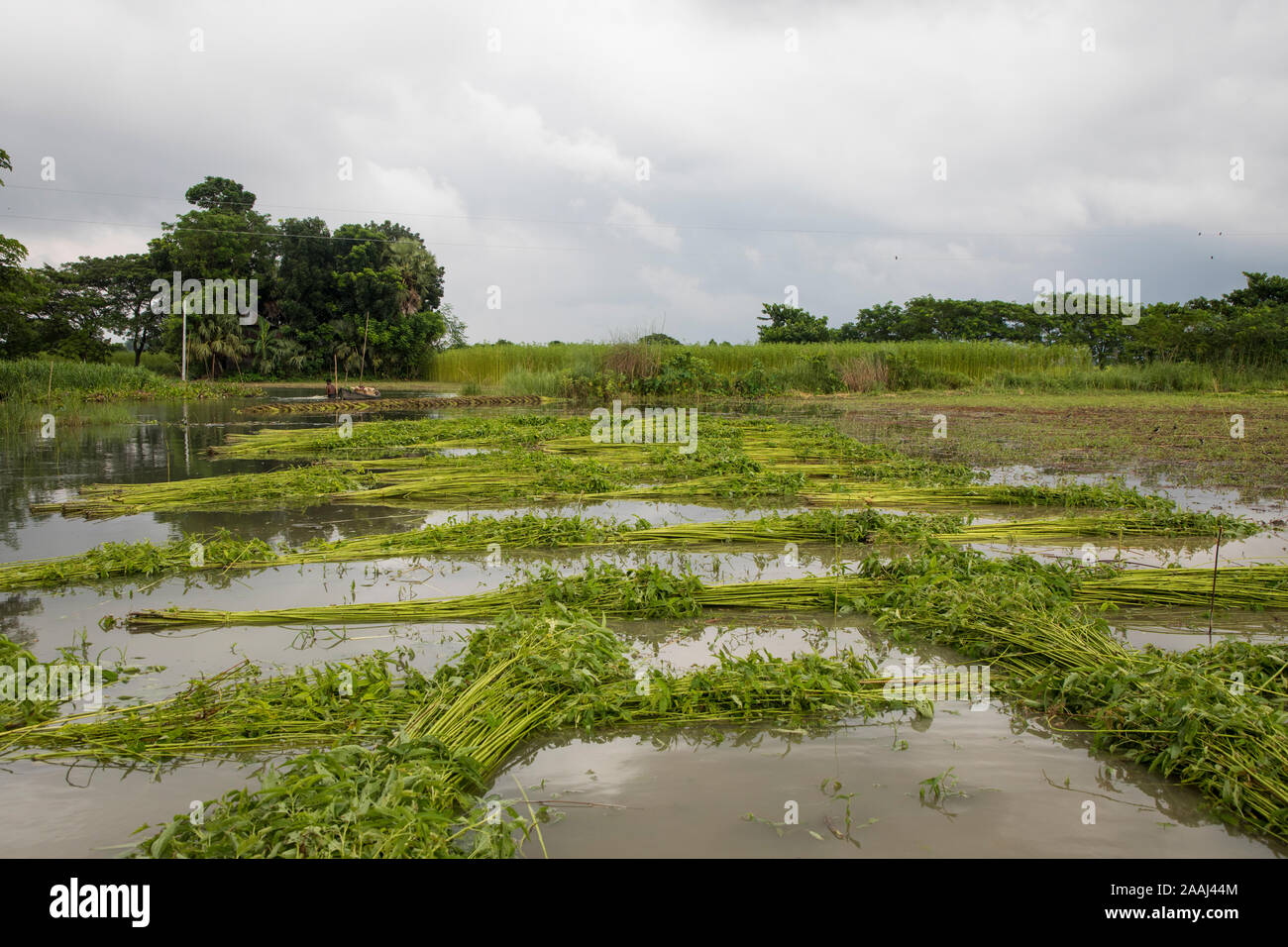 Jute stalks are kept on the field after harvesting at Faridpur ...