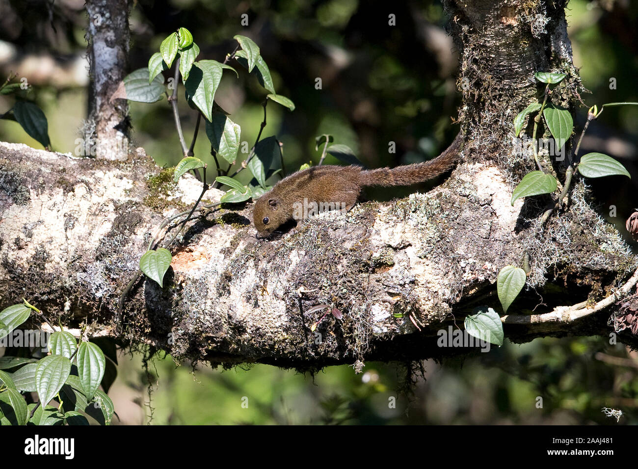 Squirrels of sri lanka hi-res stock photography and images - Alamy