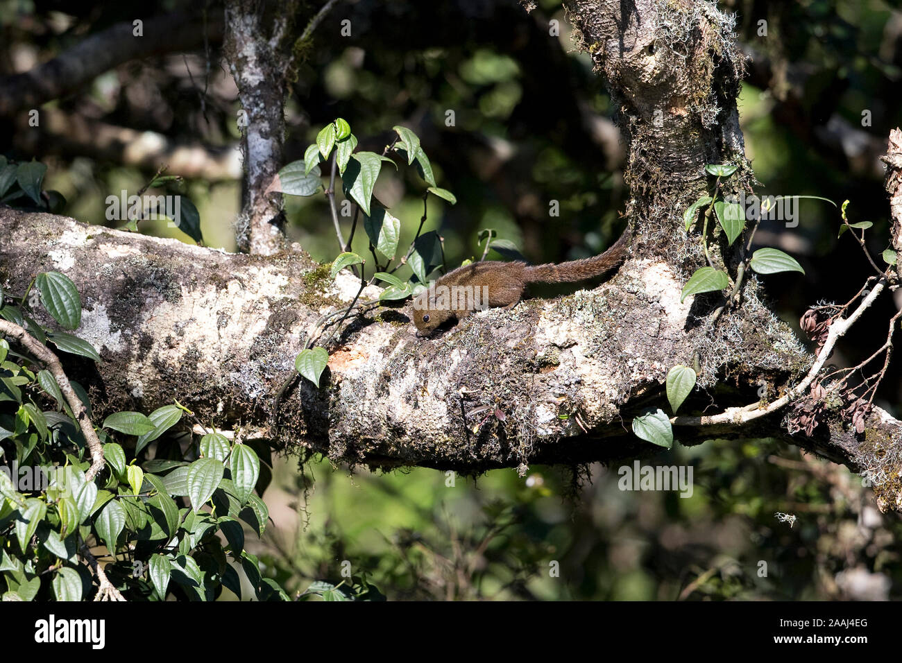 Dusky Palm Squirrel (Funambulus obscurus) Sri Lanka LK Asia November ...