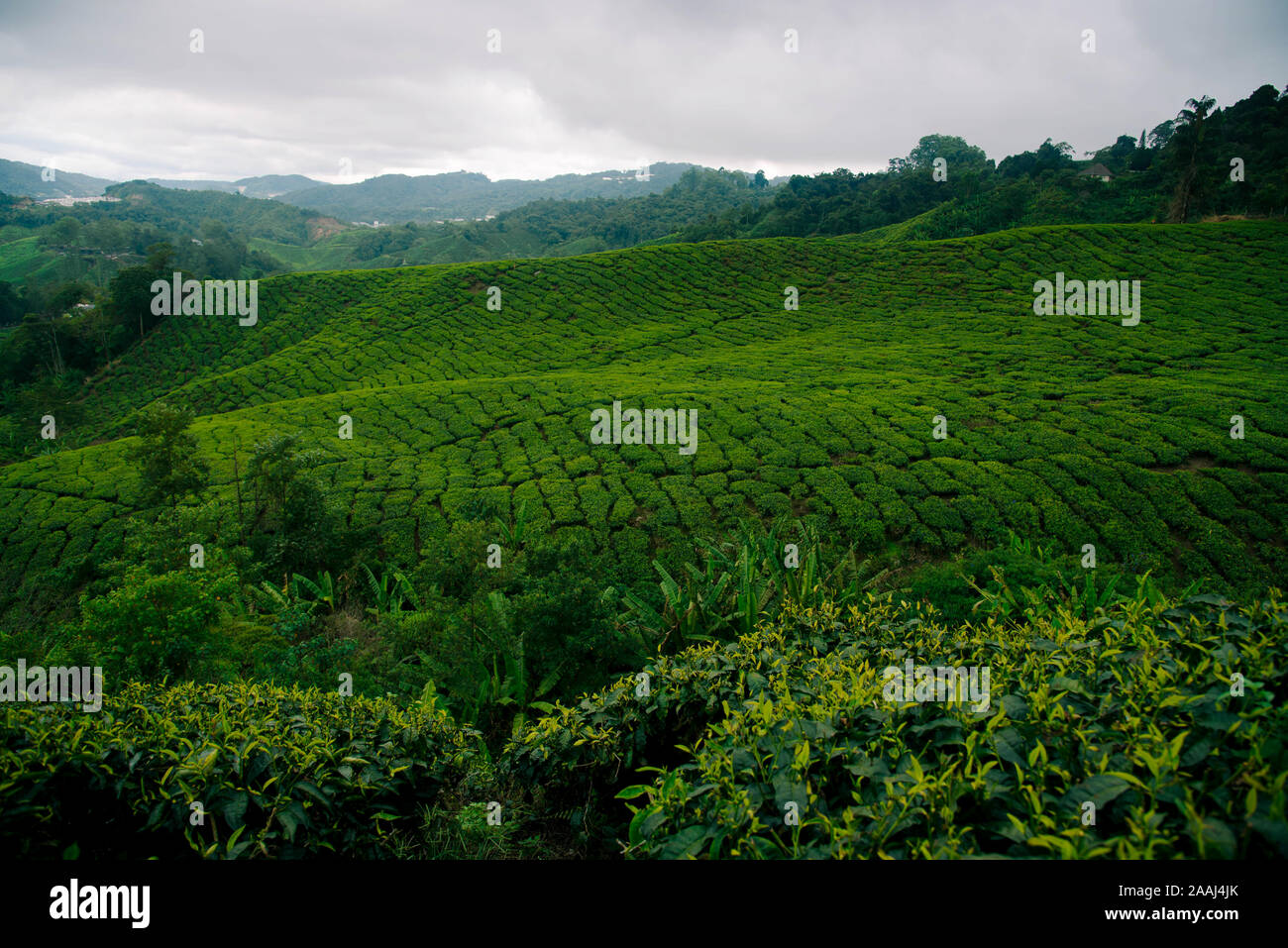 Tea Fields in the Cameron Highlands Stock Photo - Alamy