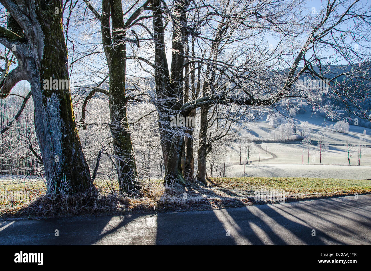 Big old trees in Upper Bavaria Stock Photo - Alamy