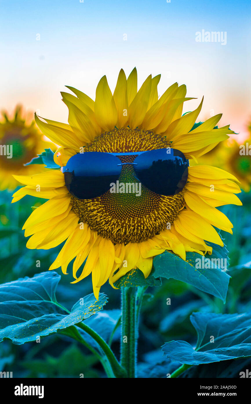 Funny Sunflower With Sunglasses High Resolution Stock Photography and ...
