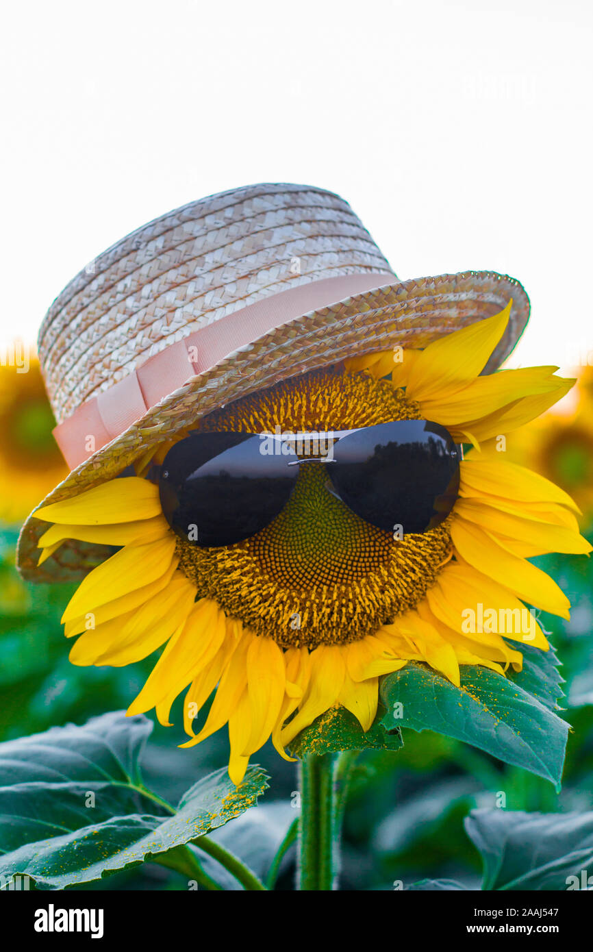Funny Sunflower With Sunglasses High Resolution Stock Photography and ...