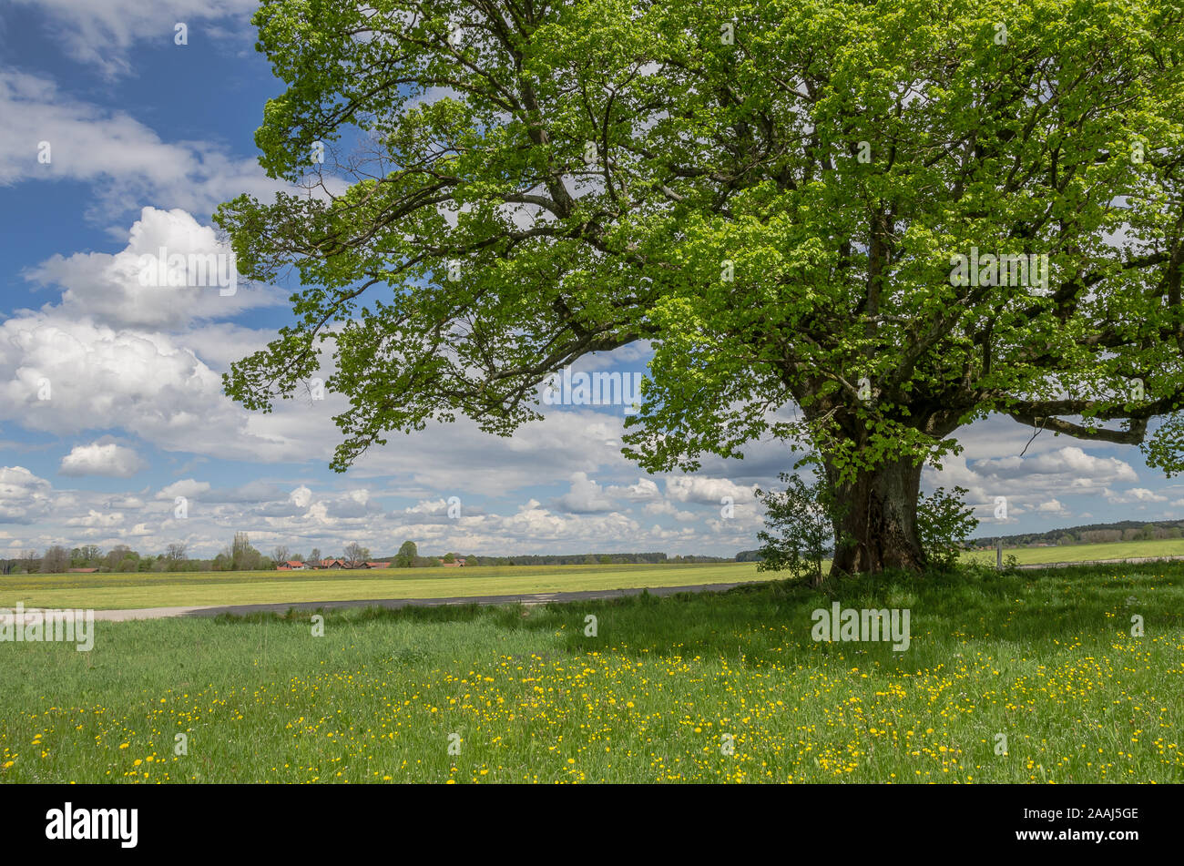 Big old trees in Upper Bavaria Stock Photo - Alamy