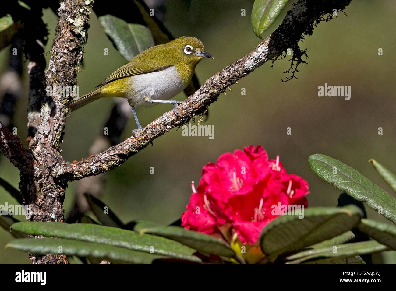 Zosterops ceylonensis hi-res stock photography and images - Alamy