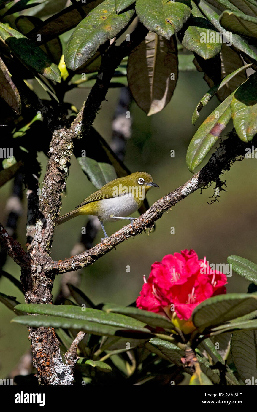 Sri Lanka White-eye (Zosterops ceylonensis Stock Photo - Alamy