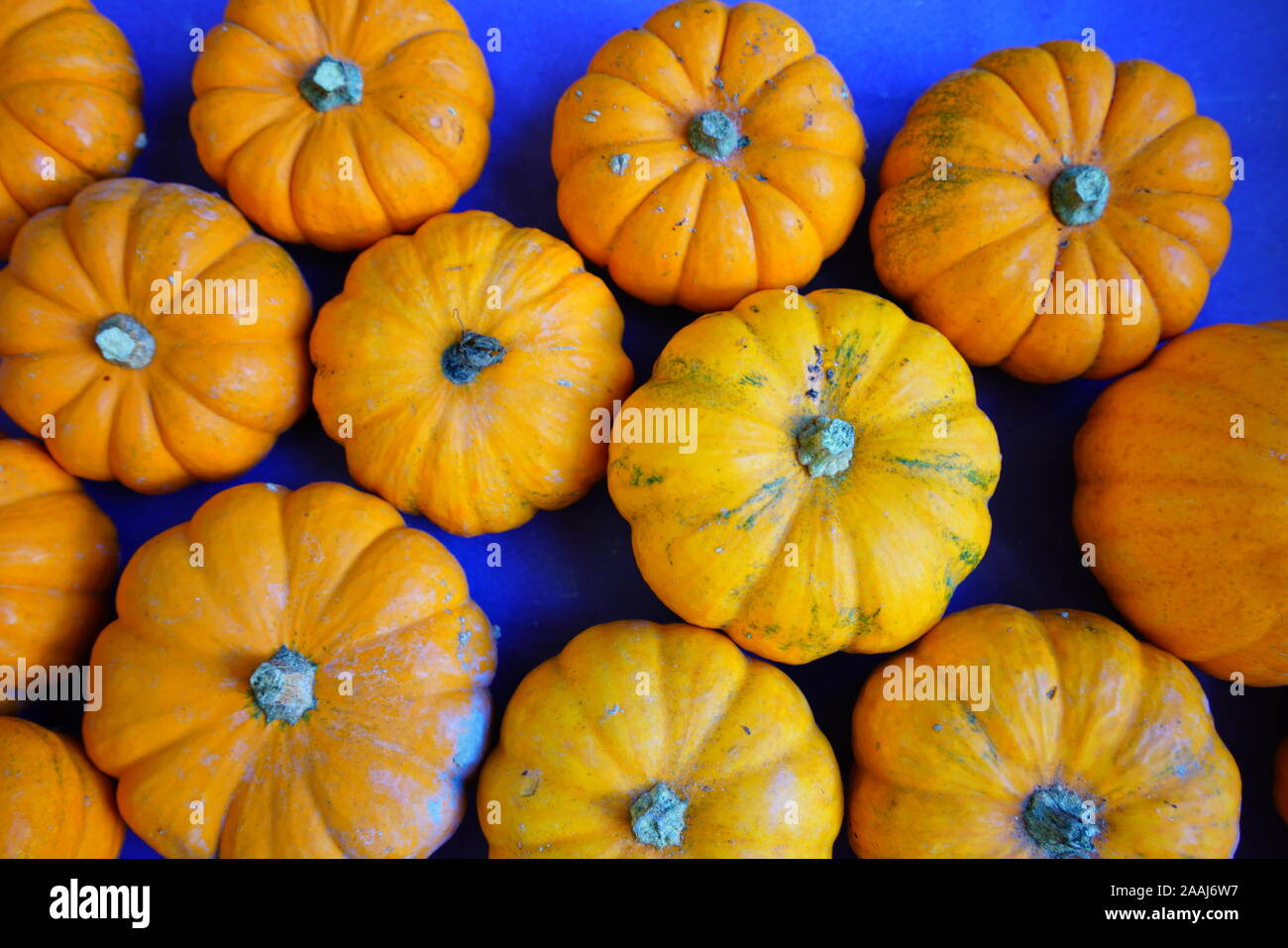 Mini orange pumpkins in bulk at the farmers market in the fall Stock ...