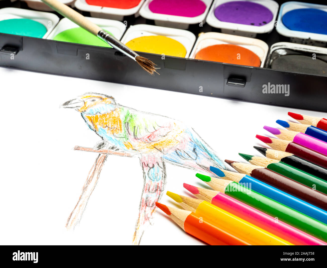 hand-painted parrot with colored pencils and paint box Stock Photo - Alamy