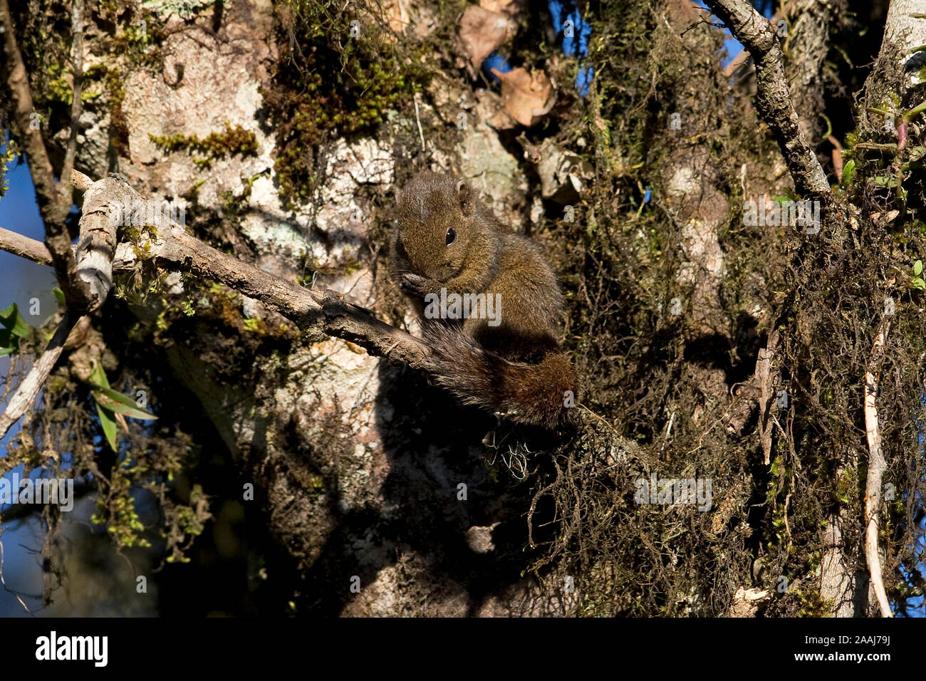 Dusky squirrel hi-res stock photography and images - Alamy