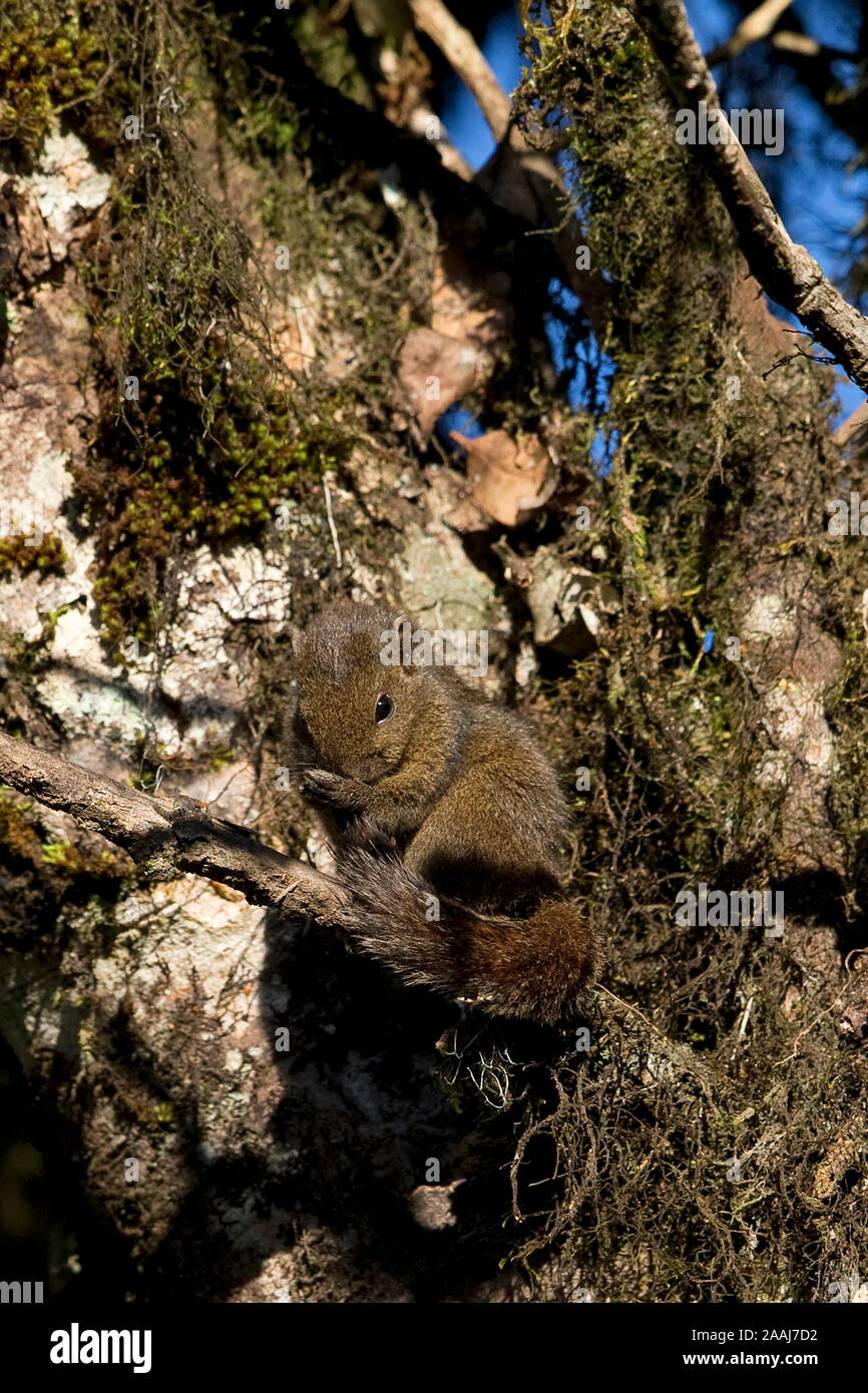 Funambulus hi-res stock photography and images - Alamy