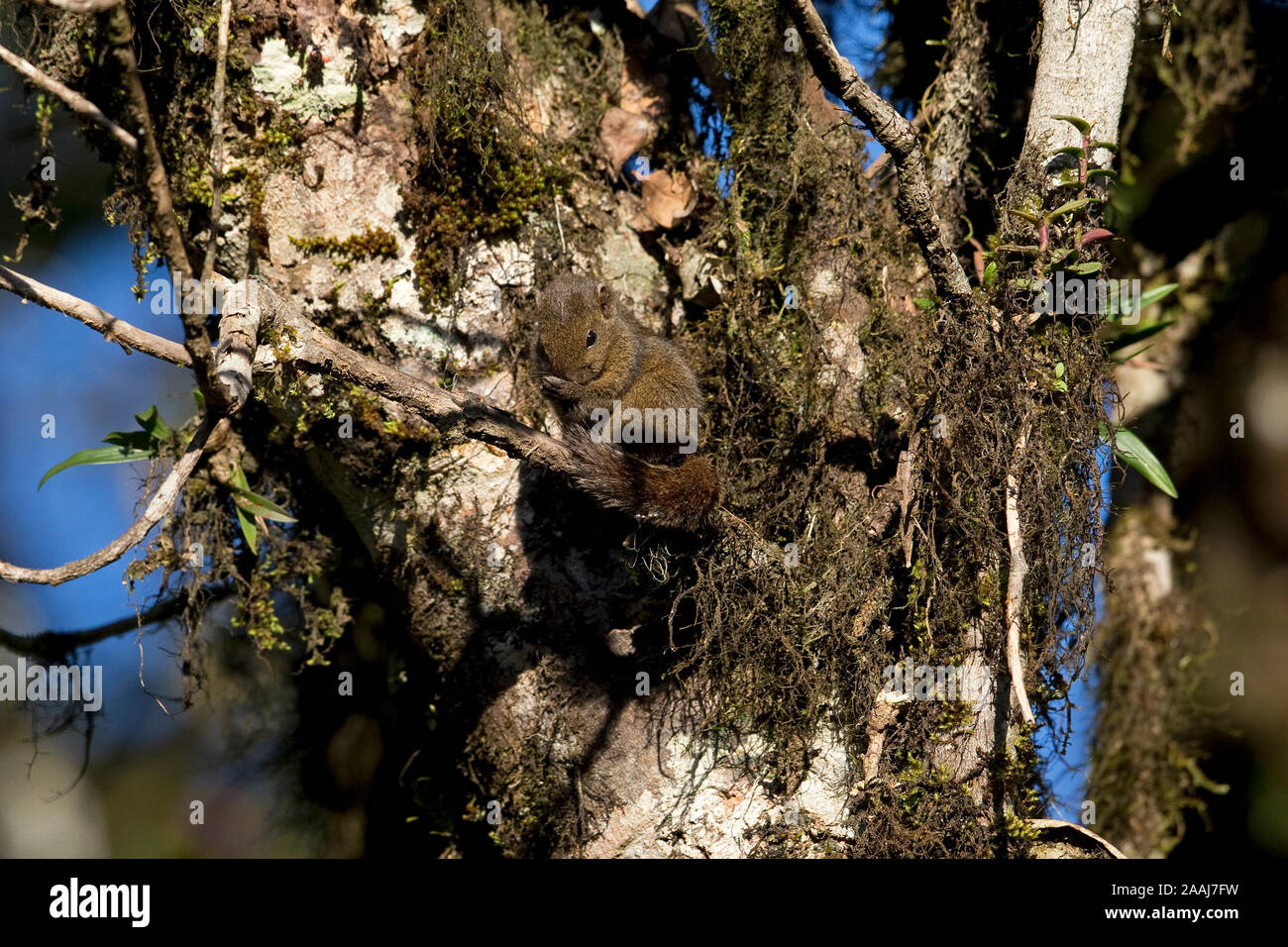 Dusky Palm Squirrel (Funambulus obscurus Stock Photo - Alamy