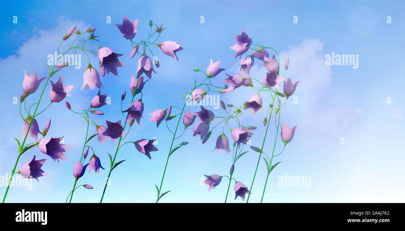 Bell flowers hi-res stock photography and images - Alamy