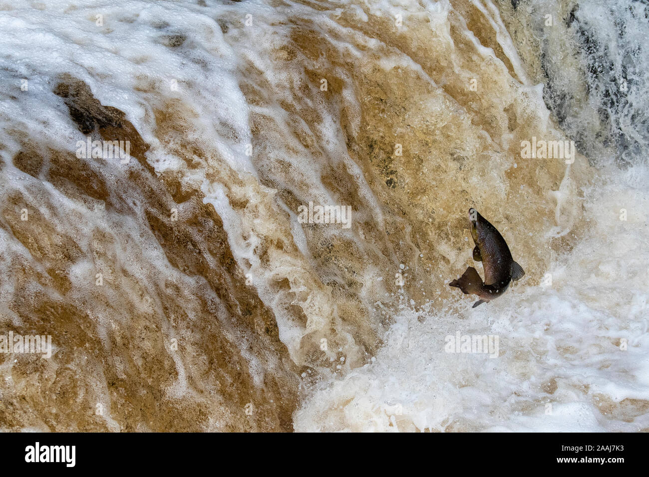 Breeding Salmon High Resolution Stock Photography and Images - Alamy