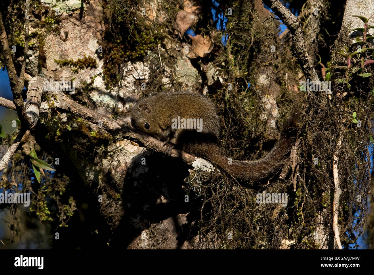 Dusky Palm Squirrel (Funambulus obscurus Stock Photo - Alamy