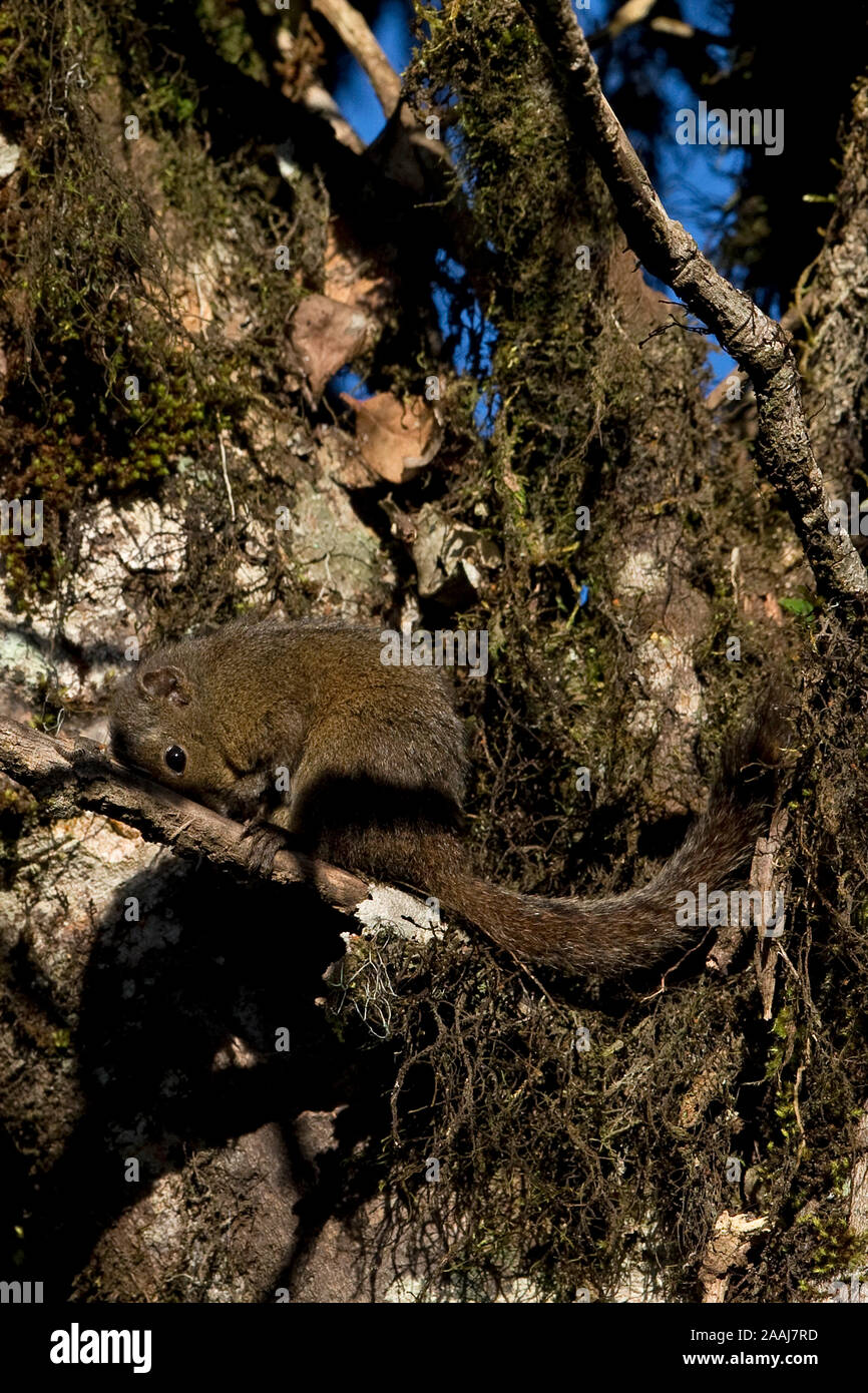 Oriental squirrel hi-res stock photography and images - Alamy