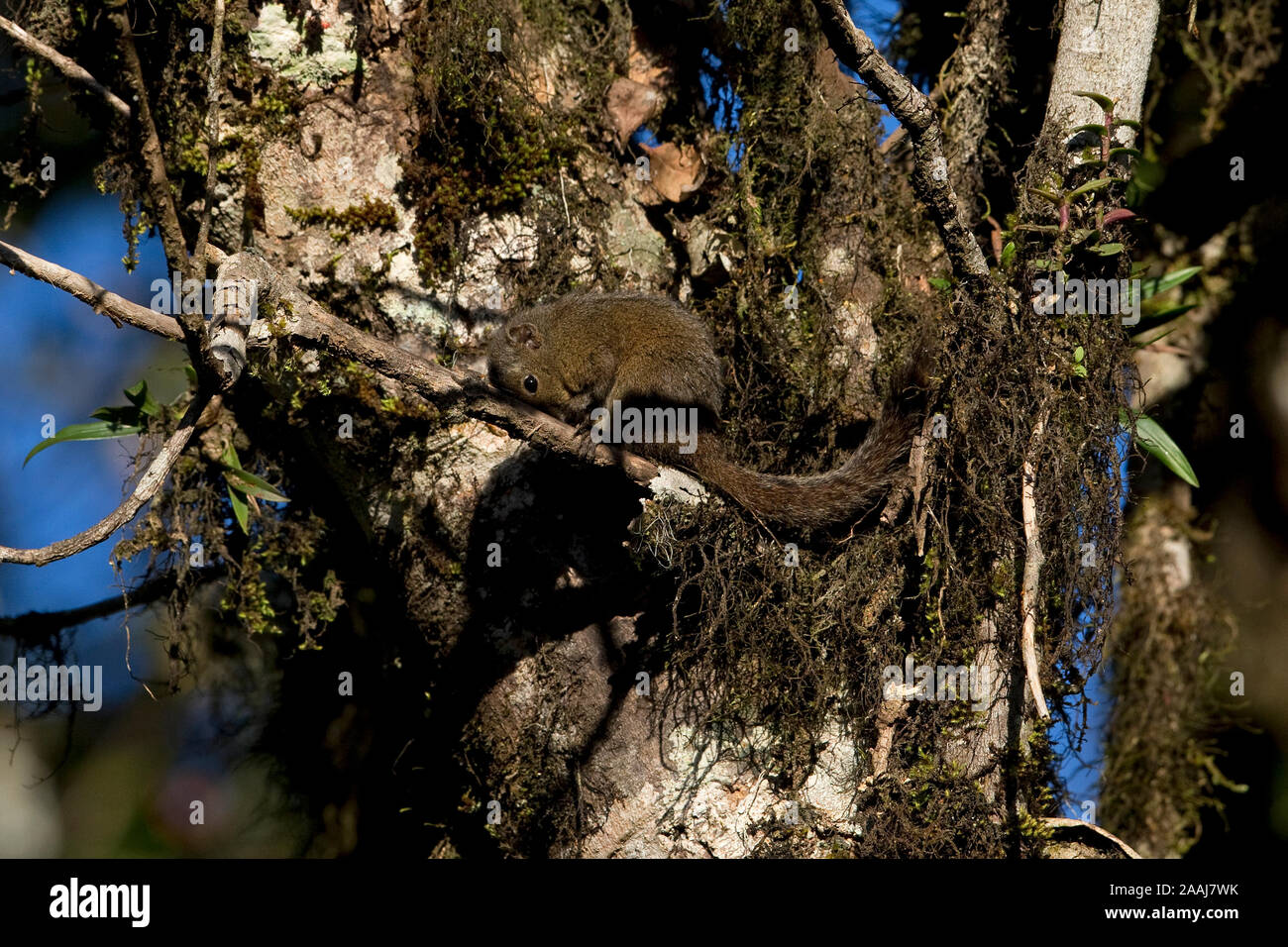 Dusky Palm Squirrel (Funambulus obscurus Stock Photo - Alamy
