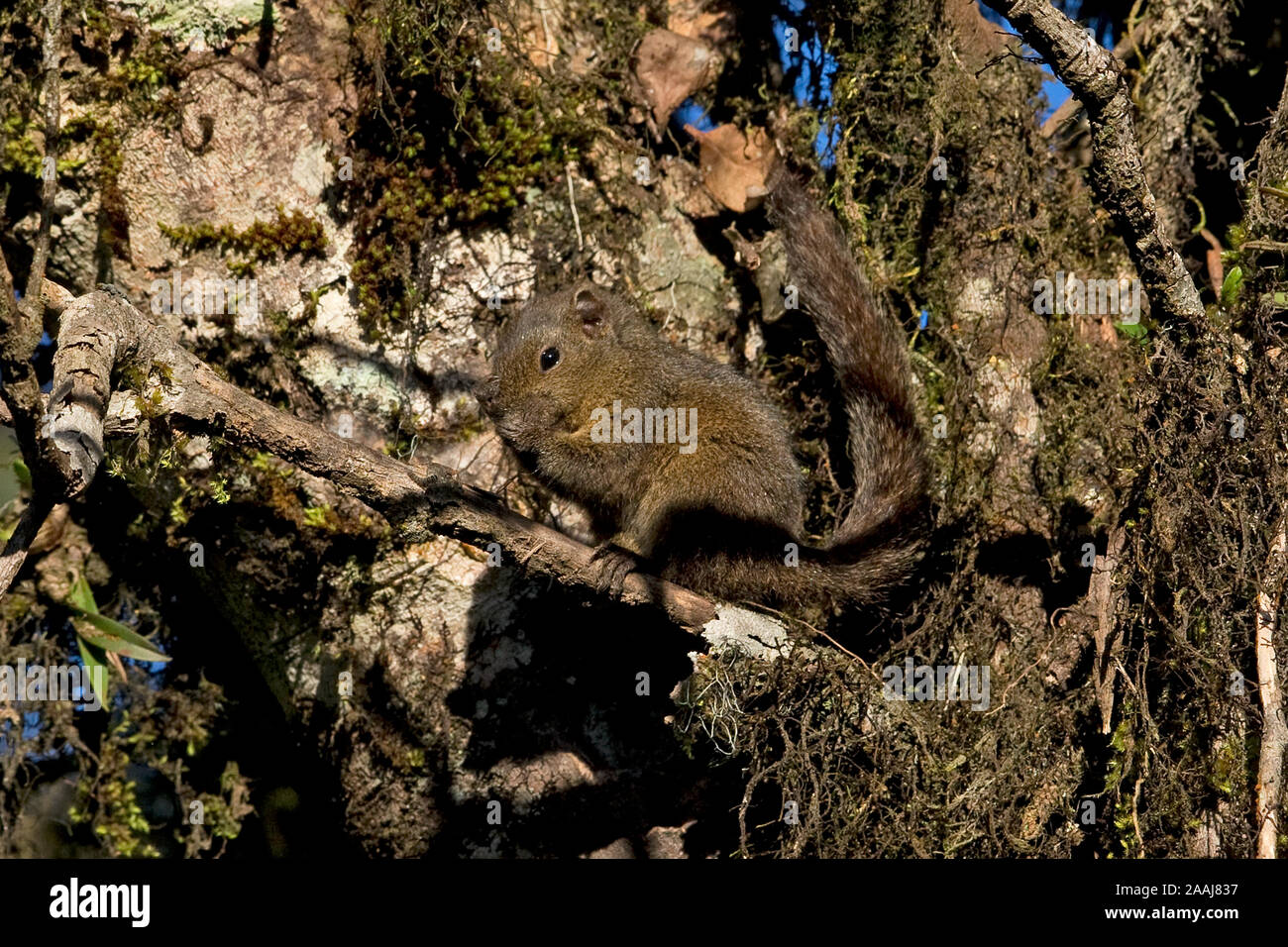 Dusky palm squirrel hi-res stock photography and images - Alamy