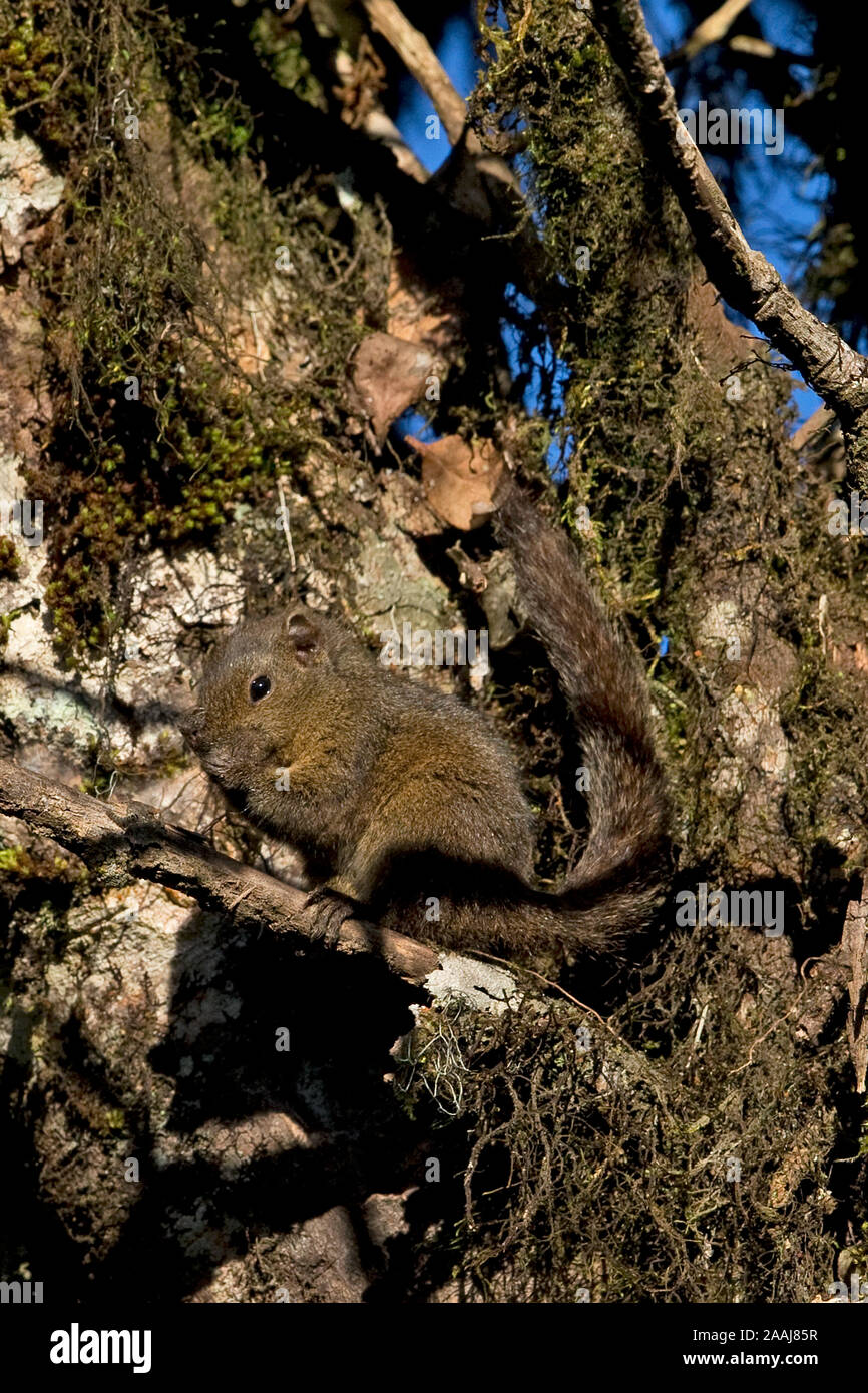 Dusky Palm Squirrel (Funambulus obscurus Stock Photo - Alamy