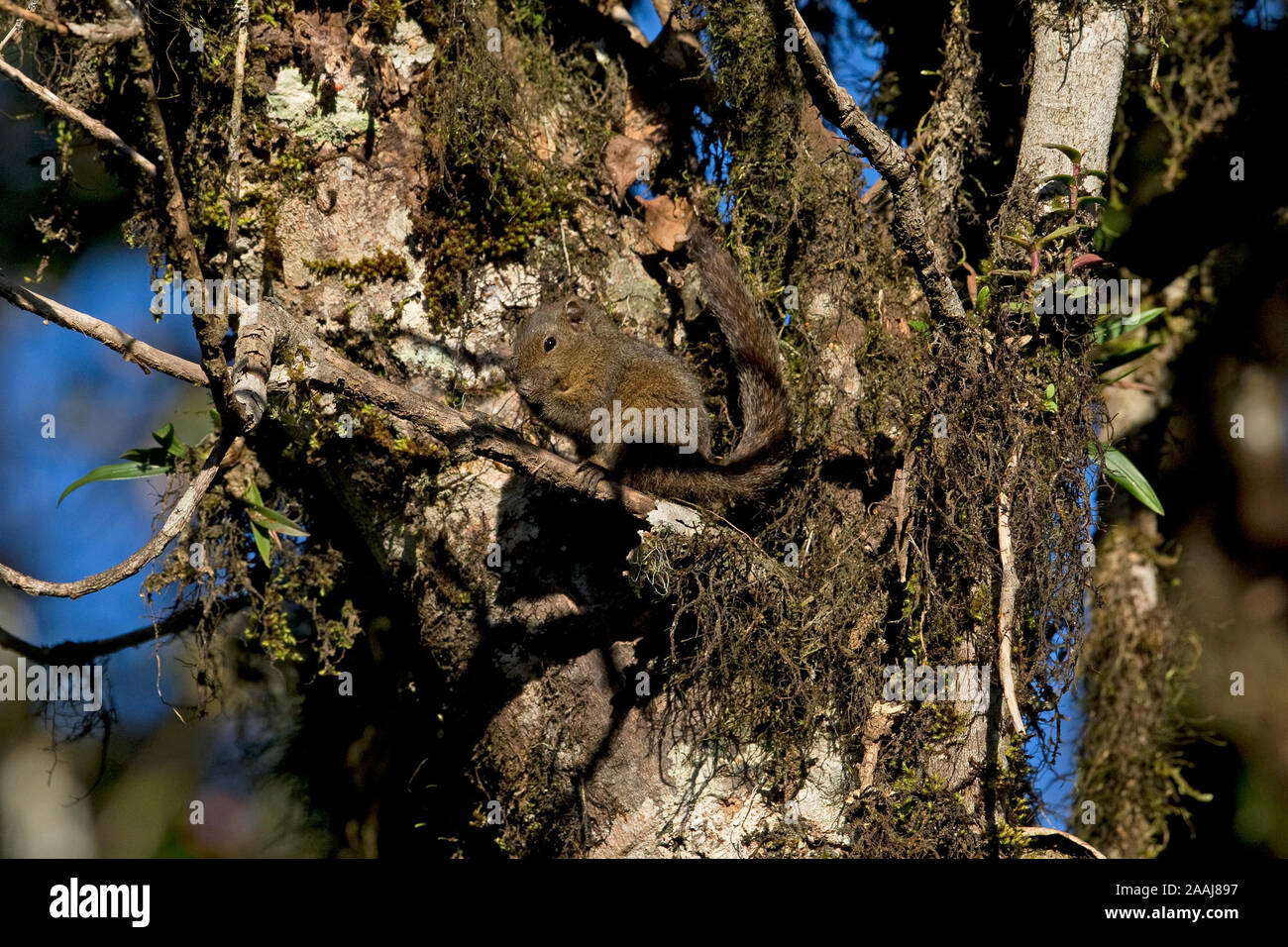 Dusky Palm Squirrel (Funambulus obscurus Stock Photo - Alamy