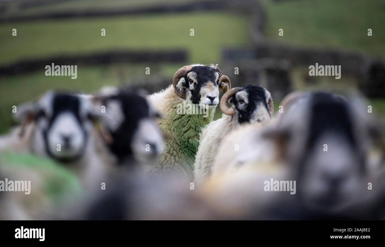 Swaledale ram in with flock of sheep in autumn, "Tupping Time" where he ...