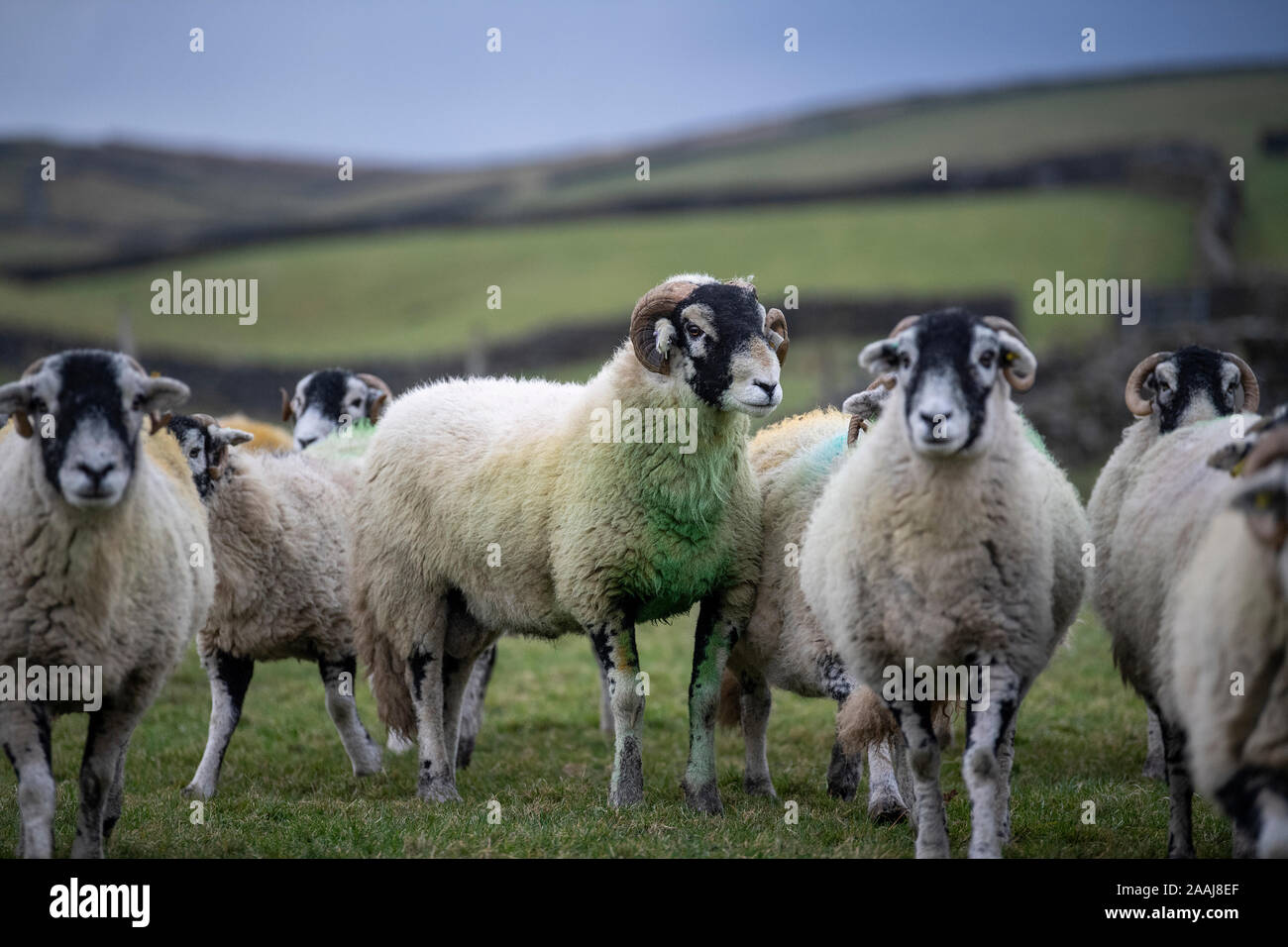 Swaledale ram in with flock of sheep in autumn, "Tupping Time" where he ...