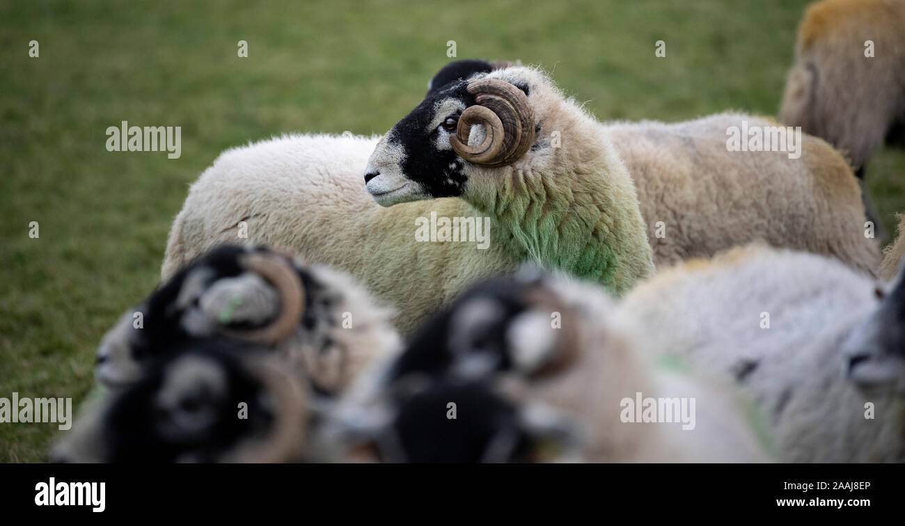 Swaledale ram in with flock of sheep in autumn, "Tupping Time" where he ...