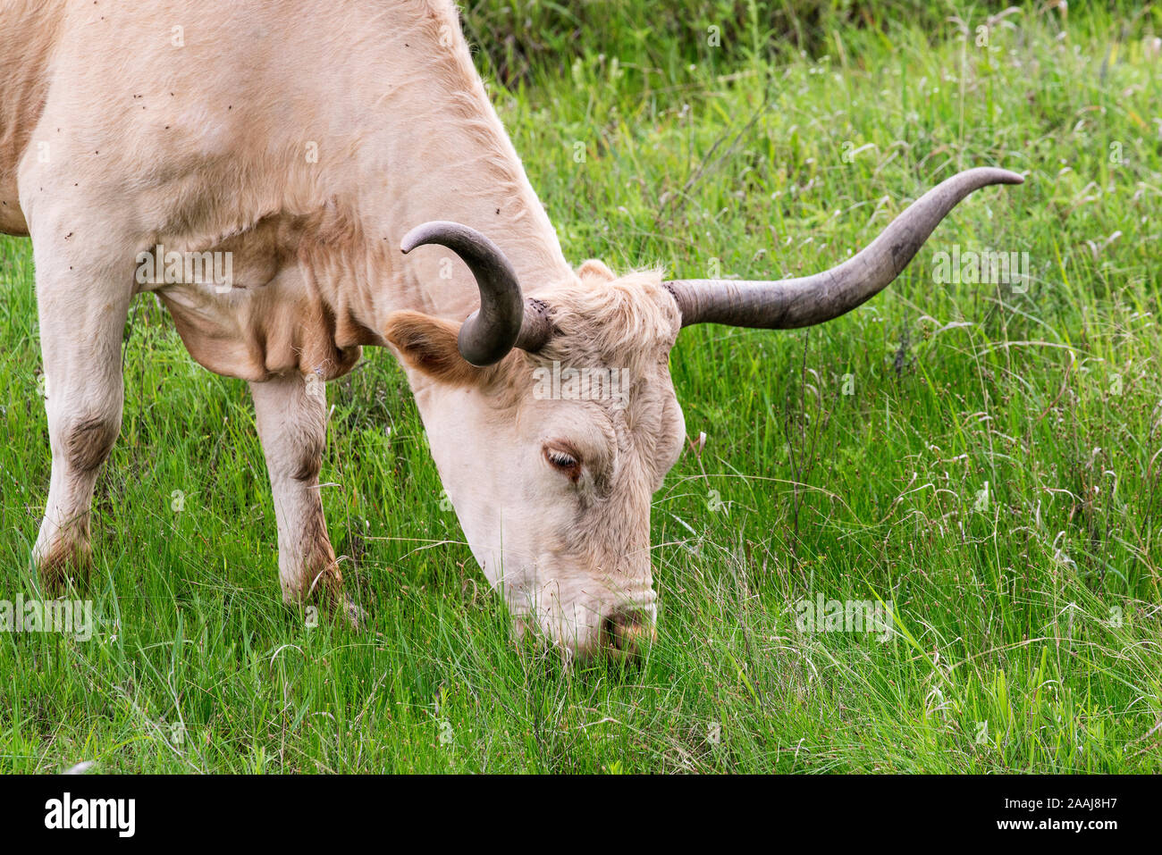 Texas Longhorn at Wichita Mountains National Wildlife Refuge near ...