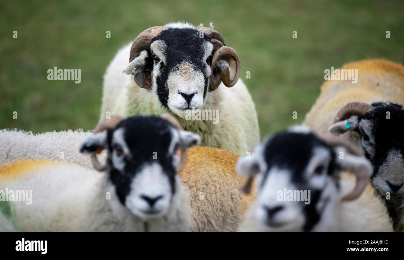 Swaledale ram in with flock of sheep in autumn, "Tupping Time" where he ...