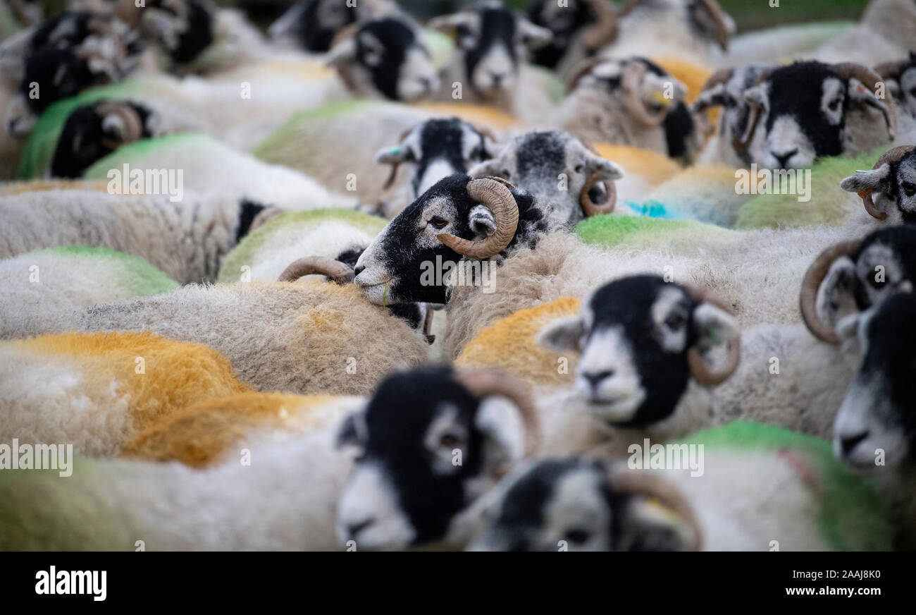 Swaledale ewes in field at "tupping" time in autumn, when they run with ...